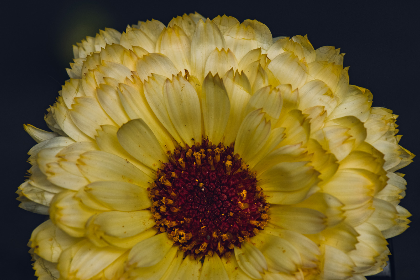 Color Theory 101 - Wild Blossoms Studio